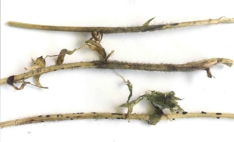 Botrytis Grey Mould of Lentil - Field Crop Diseases Victoria | Field ...