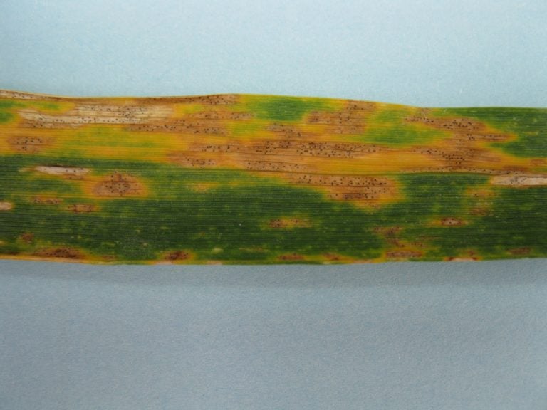 Septoria Leaf Blotch of Wheat - Field Crop Diseases Victoria | Field ...