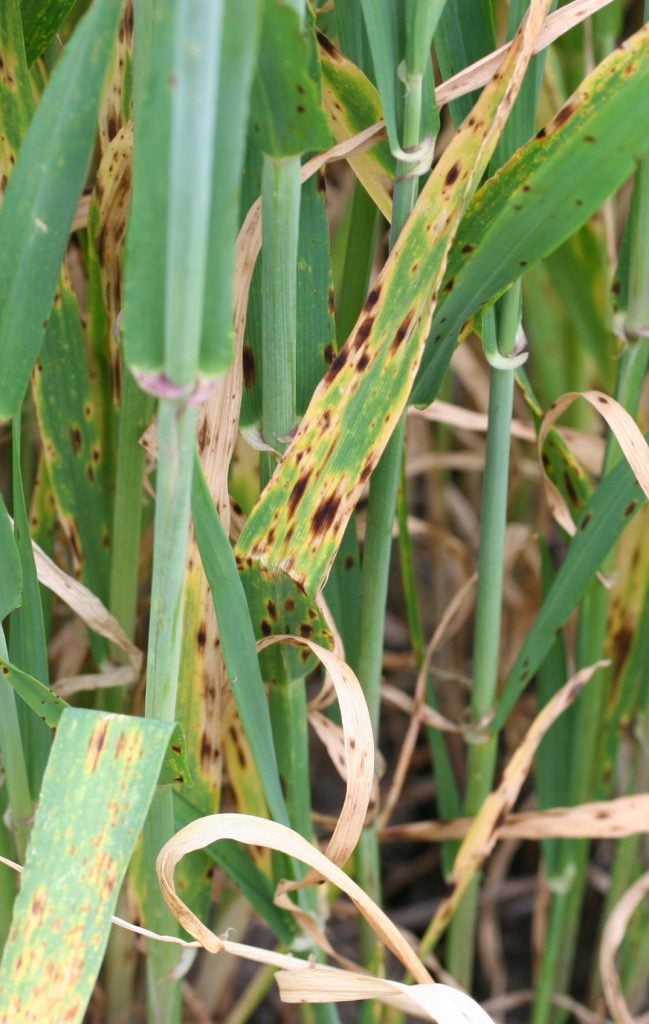 Net Blotches of Barley - Field Crop Diseases Victoria | Field Crop ...