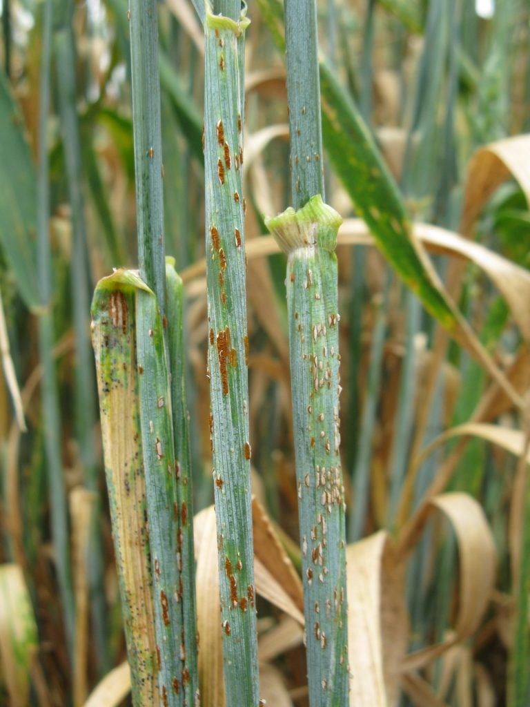 Stem Rust of Wheat - Field Crop Diseases Victoria | Field Crop Diseases ...