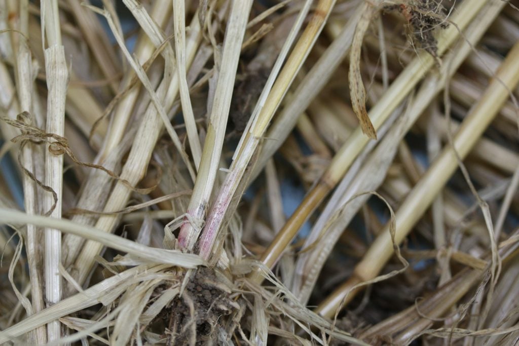 Crown Rot - Field Crop Diseases Victoria | Field Crop Diseases Victoria