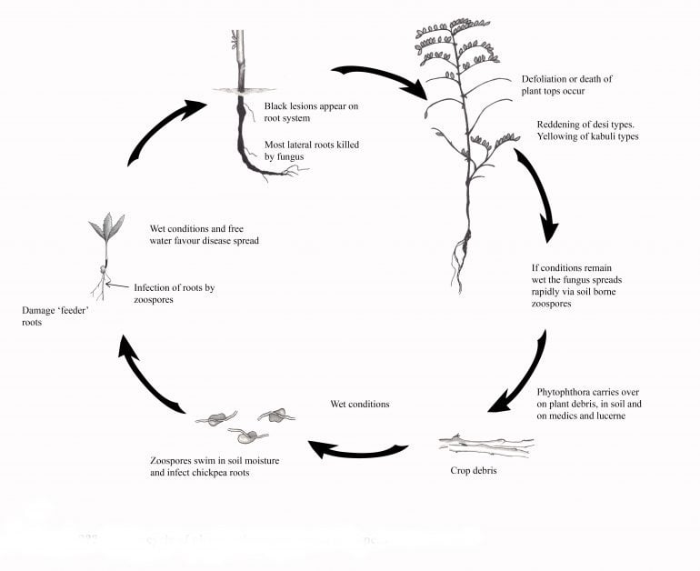 Phytophthora Root Rot of Chickpeas - Field Crop Diseases Victoria ...