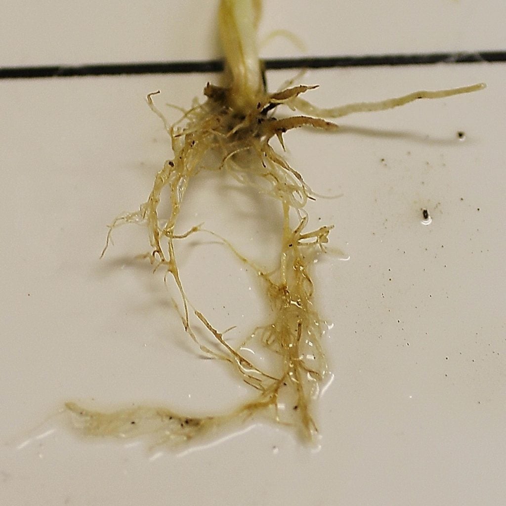 Rhizoctonia Root Rot - Field Crop Diseases Victoria | Field Crop ...