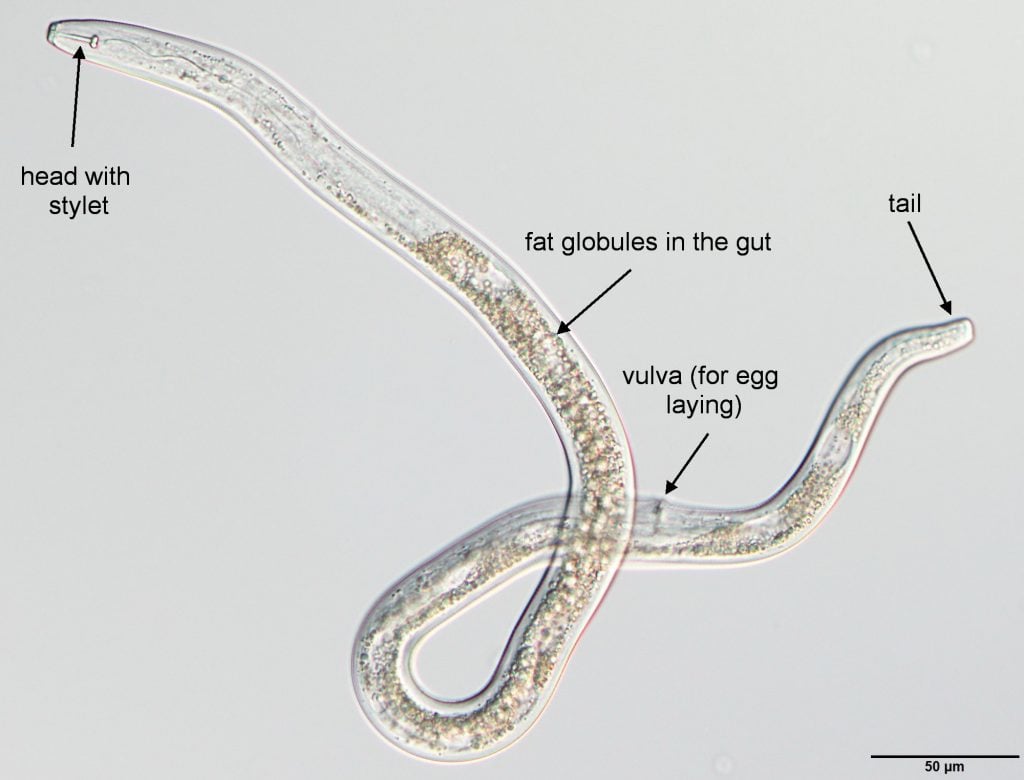 Root Lesion Nematode (RLN) - Field Crop Diseases Victoria | Field Crop ...