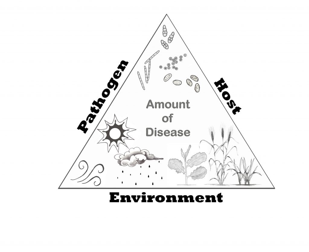 Disease Development - Field Crop Diseases Victoria | Field Crop ...