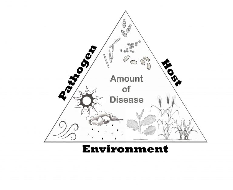 Disease Development - Field Crop Diseases Victoria | Field Crop ...