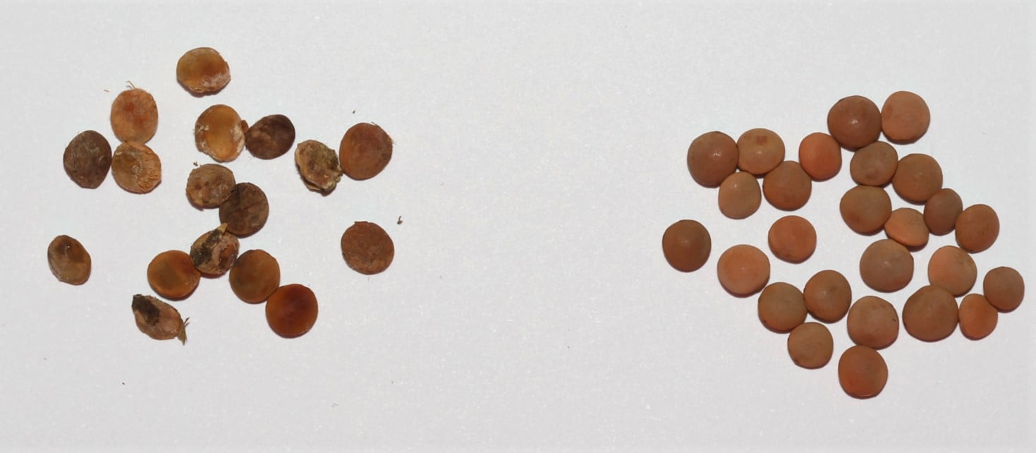 Disease carryover between seasons - Managing seed and hay affected by ...