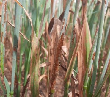 Stem Rust of Oat - Field Crop Diseases Victoria | Field Crop Diseases ...