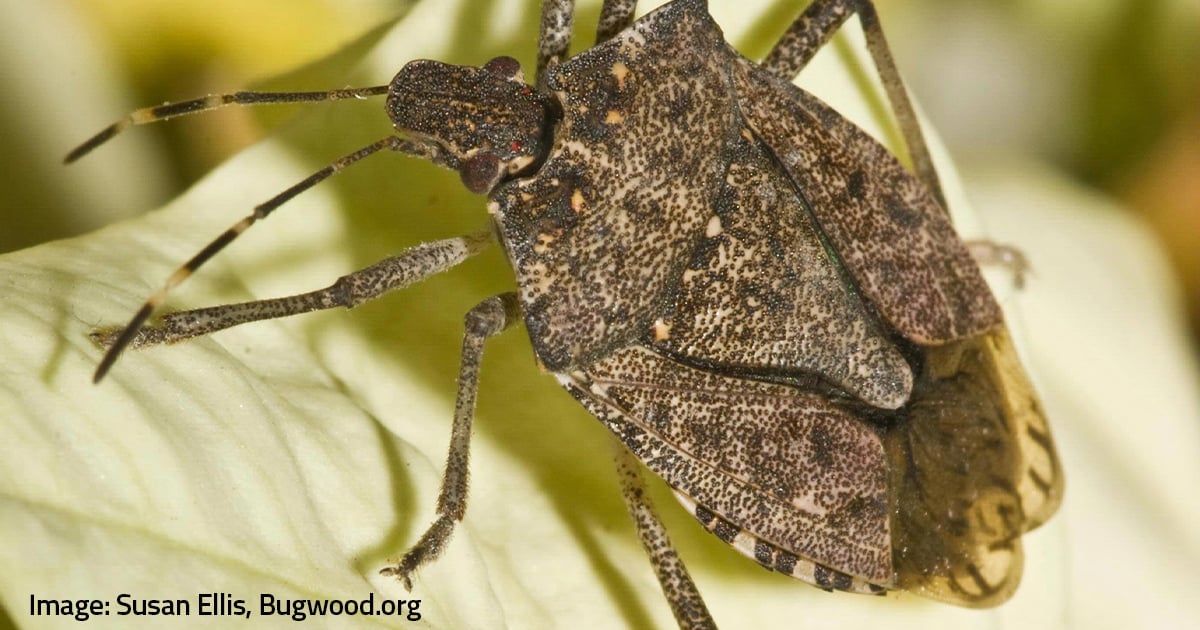 Brown marmorated stink bug blitz - Botanic Gardens Biosecurity Network ...