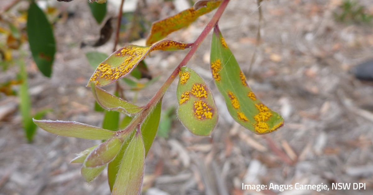 Myrtle rust blitz - Botanic Gardens Biosecurity Network | Botanic ...