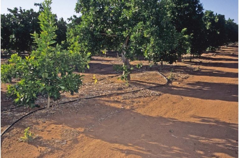 Managing citrus orchards with less water - Irrigating Agriculture ...