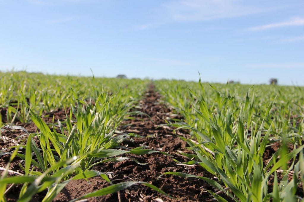 Seasonal Updates: Commodity outlooks and cropping options - Irrigating ...