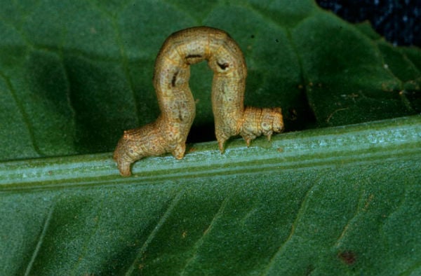 Helicoverpa and Loopers - Australian Apple and Pear IPDM | Australian ...