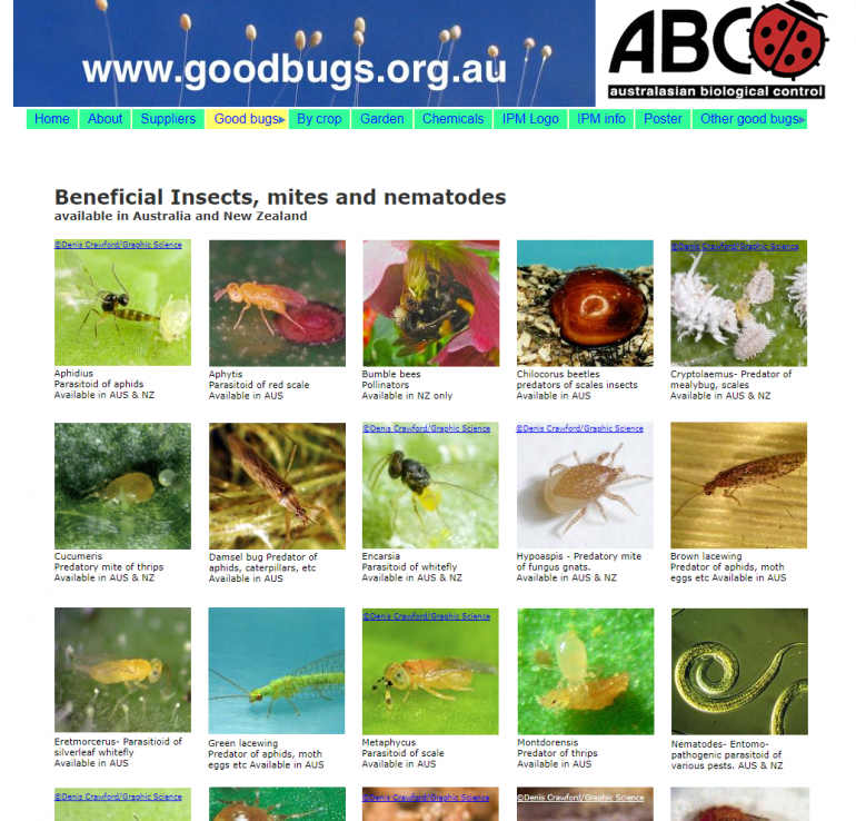 Brush up on good bugs - Australian Apple and Pear IPDM | Australian ...