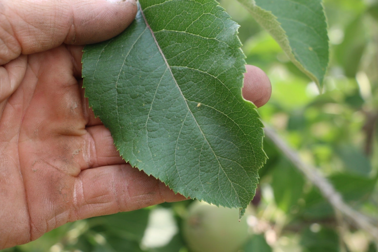 Apple dimple bug monitoring - Australian Apple and Pear IPDM ...