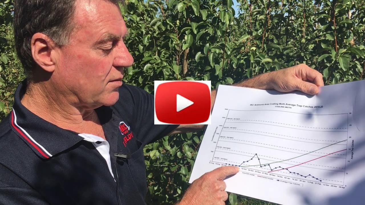 Codling Moth biofix and phenology model - Australian Apple and Pear ...