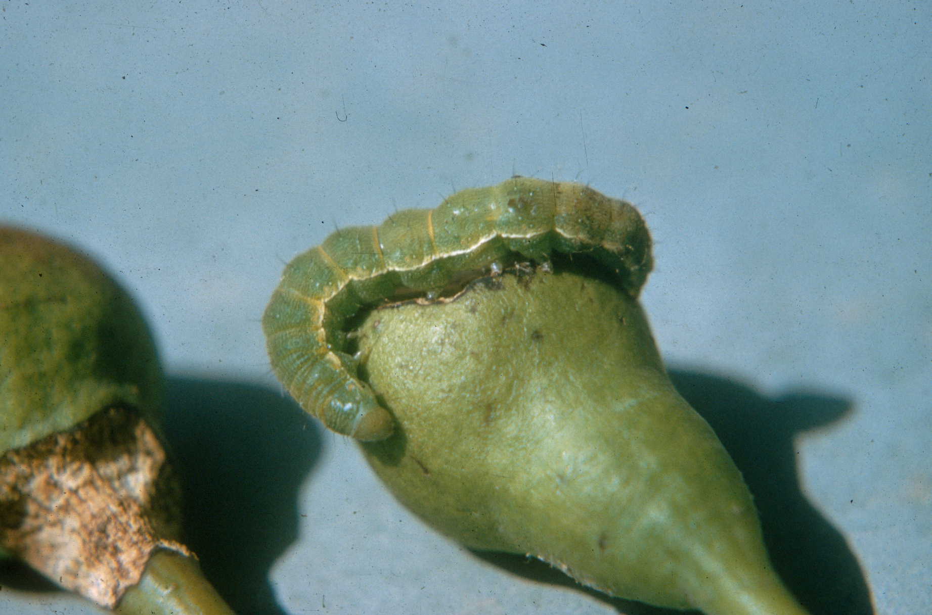 Helicoverpa and Loopers - Australian Apple and Pear IPDM | Australian ...