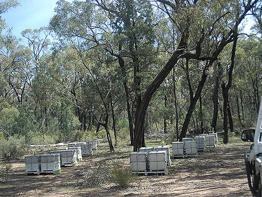 Apiary sites on public lands - Professional Beekeepers | Professional ...