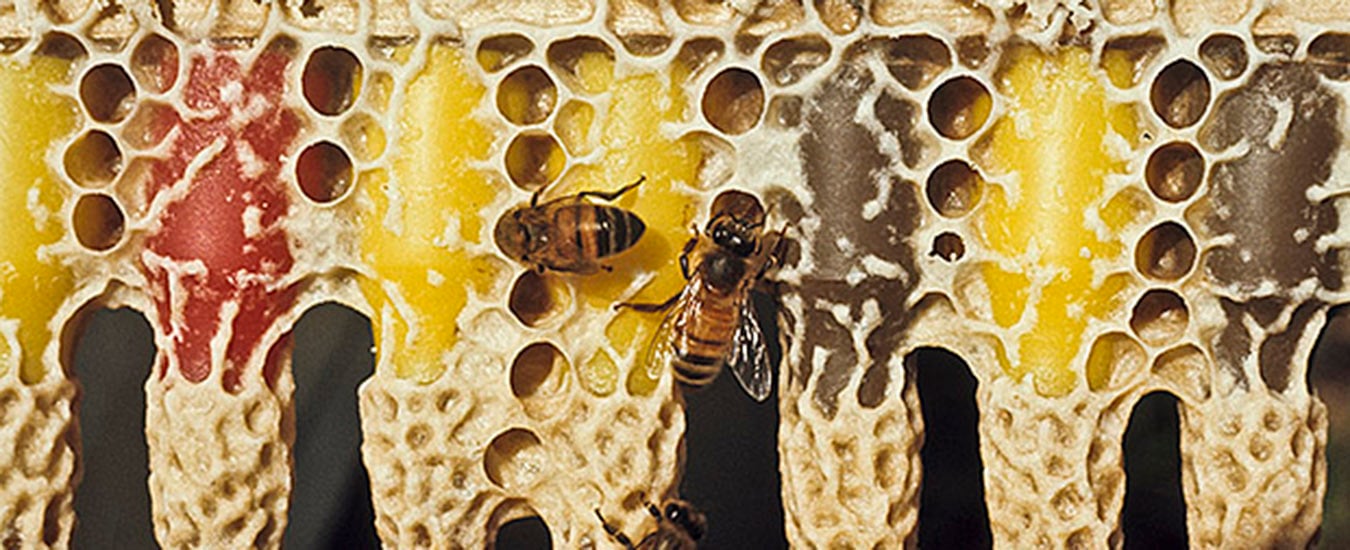 How is Plan Bee different from previous breeding programs ...