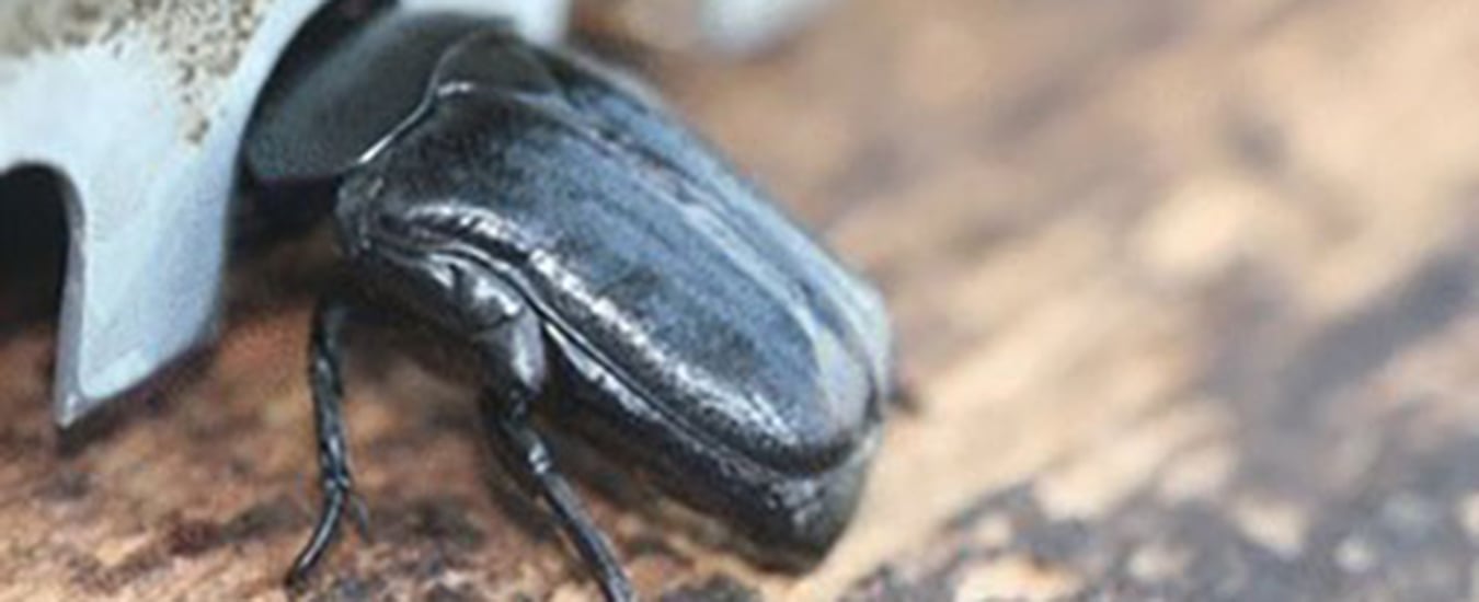 Large African hive beetle - Professional Beekeepers | Professional ...