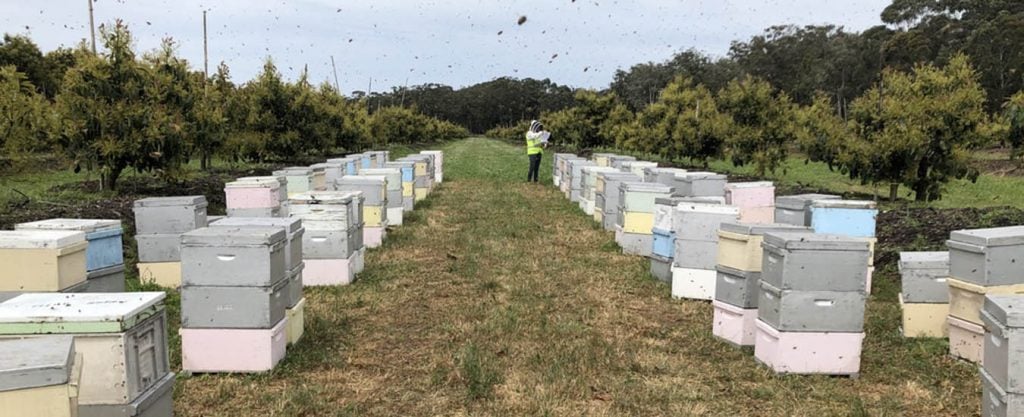 Should we breed crop-specific bees? - Professional Beekeepers ...