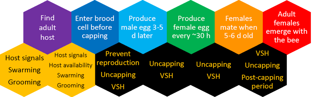 How bees fight Varroa - Professional Beekeepers | Professional Beekeepers