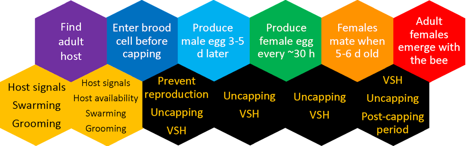 How bees fight Varroa - Professional Beekeepers | Professional Beekeepers
