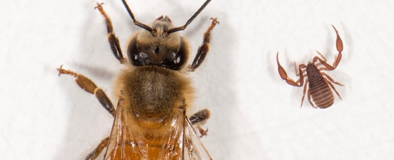 Does Australia have Varroa mite predators? - Professional Beekeepers ...