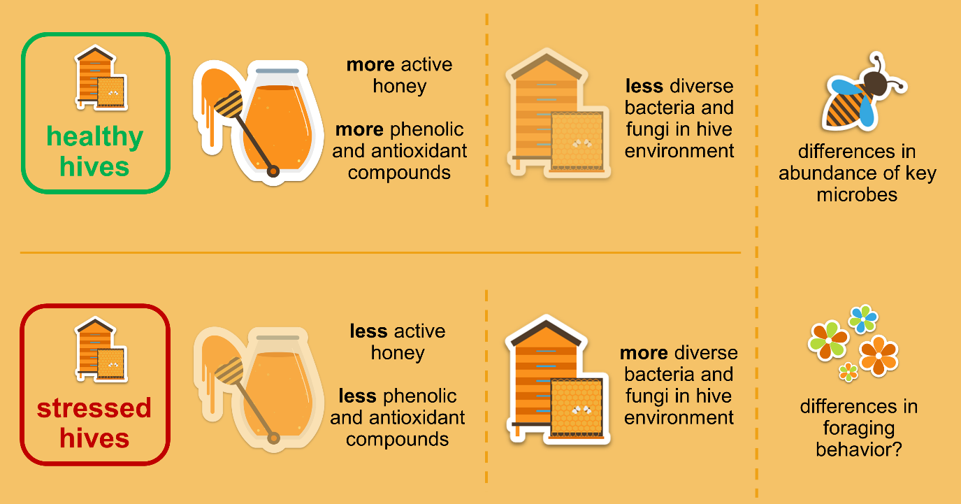 Do healthy bees make better honey? - Professional Beekeepers ...