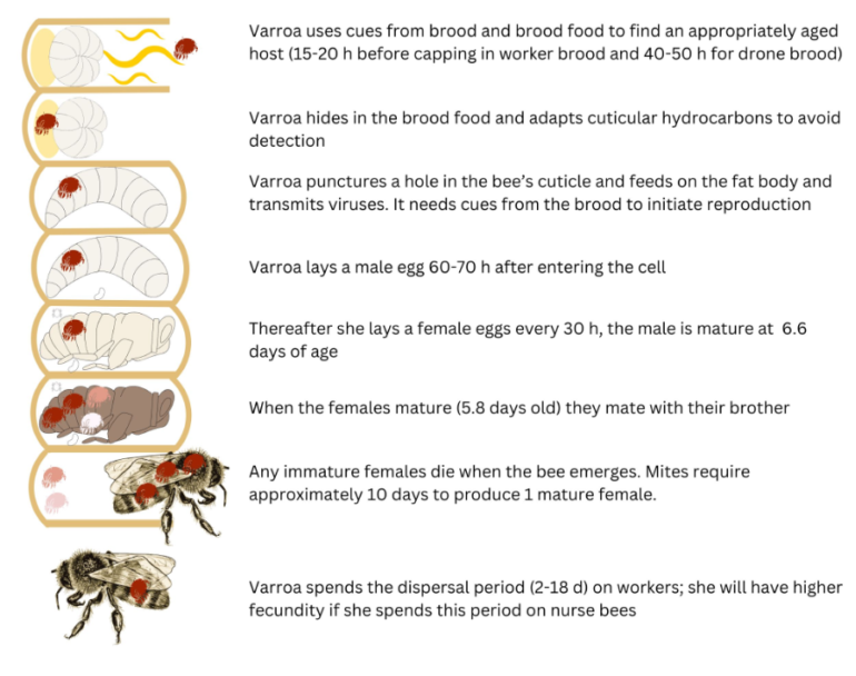 What does Varroa look like? - Professional Beekeepers | Professional ...