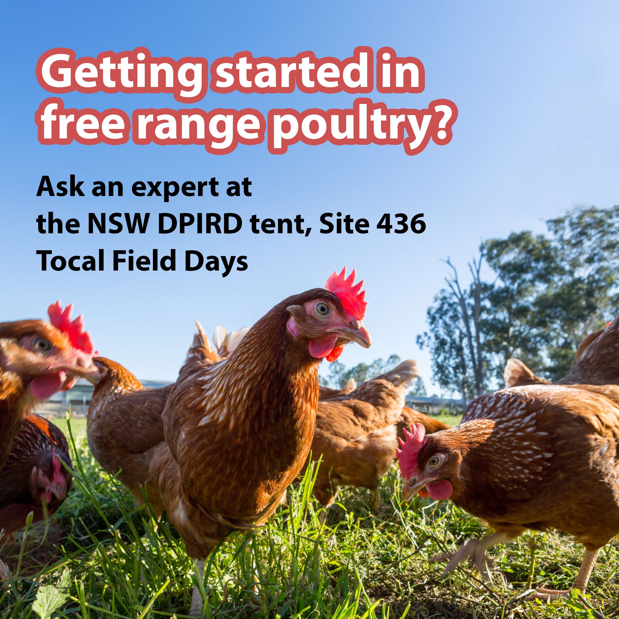 Small Scale Poultry at Tocal Field Days 2025! - Small Scale Free Range ...