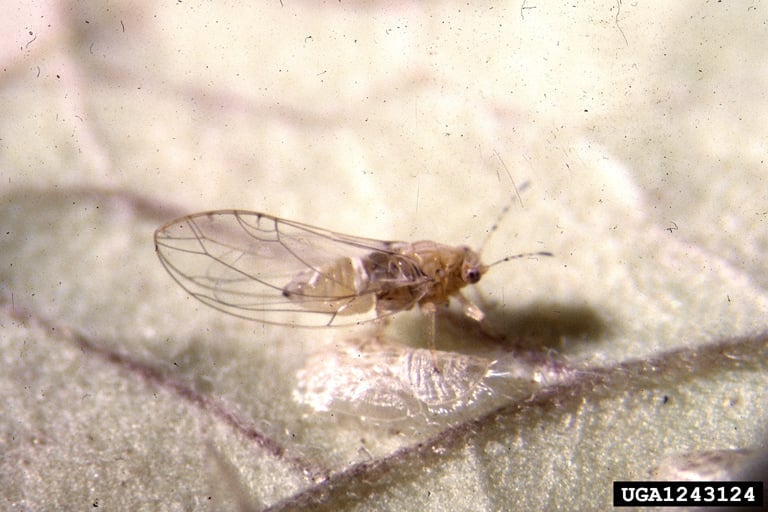 Melbourne gardeners join the psyllid hunt - Urban Plant Health Network ...