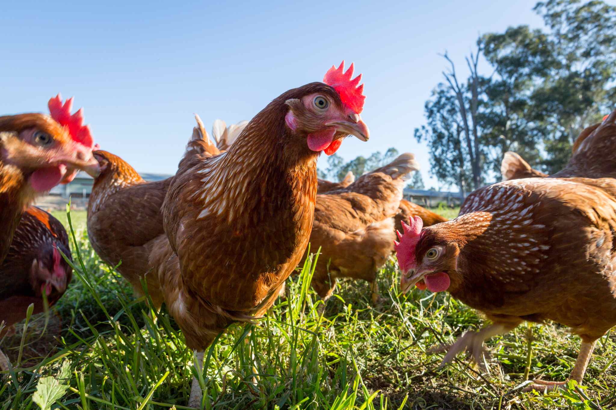 Small Scale Free Range Poultry - extensionAUS | extensionAUS